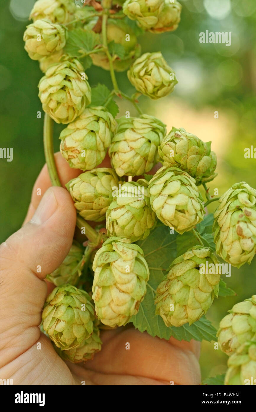 Wild hops plant hi-res stock photography and images - Alamy