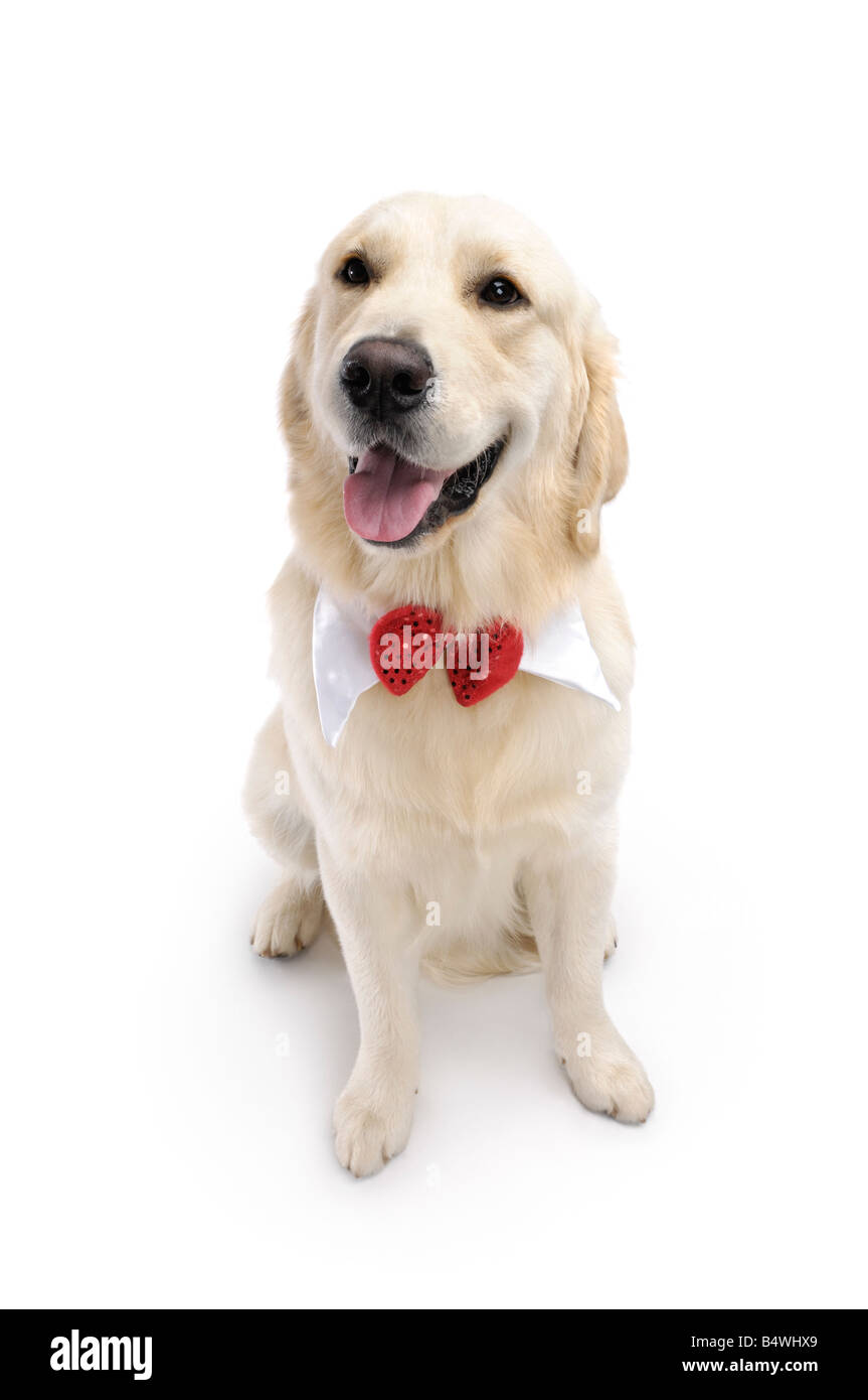 High angle view golden Cut Out Stock Images & Pictures - Alamy