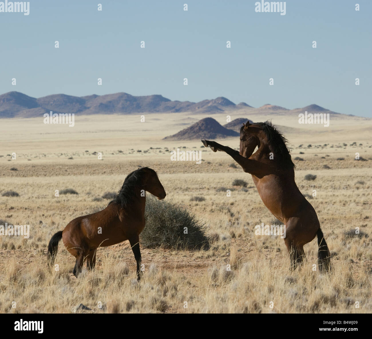 Namibia Namib desert horse wild animal Africa Stock Photo - Alamy