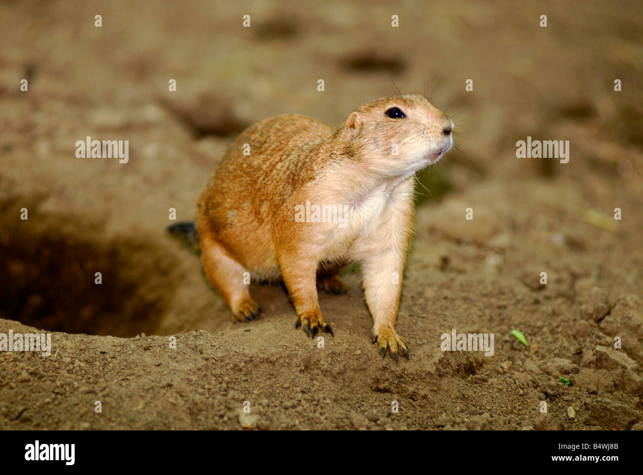 Prairie Dog outside burrow Stock Photo - Alamy