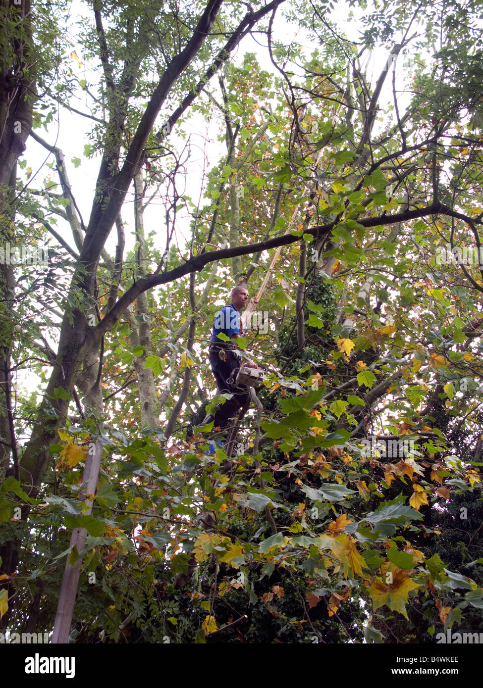 Tree topping hi-res stock photography and images - Alamy