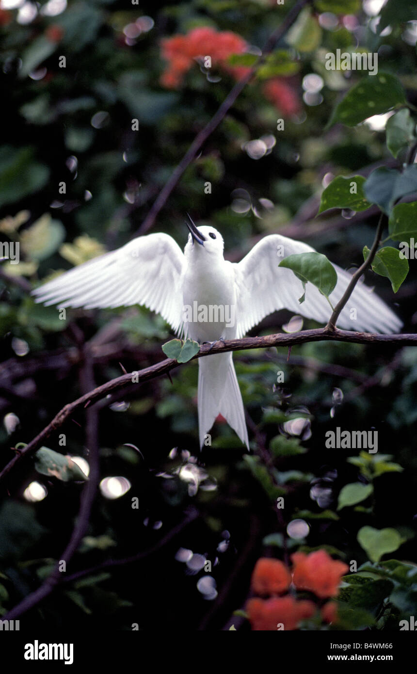 Detail of a white tern, White Tern, Gygis alba, in a light rain in the ...