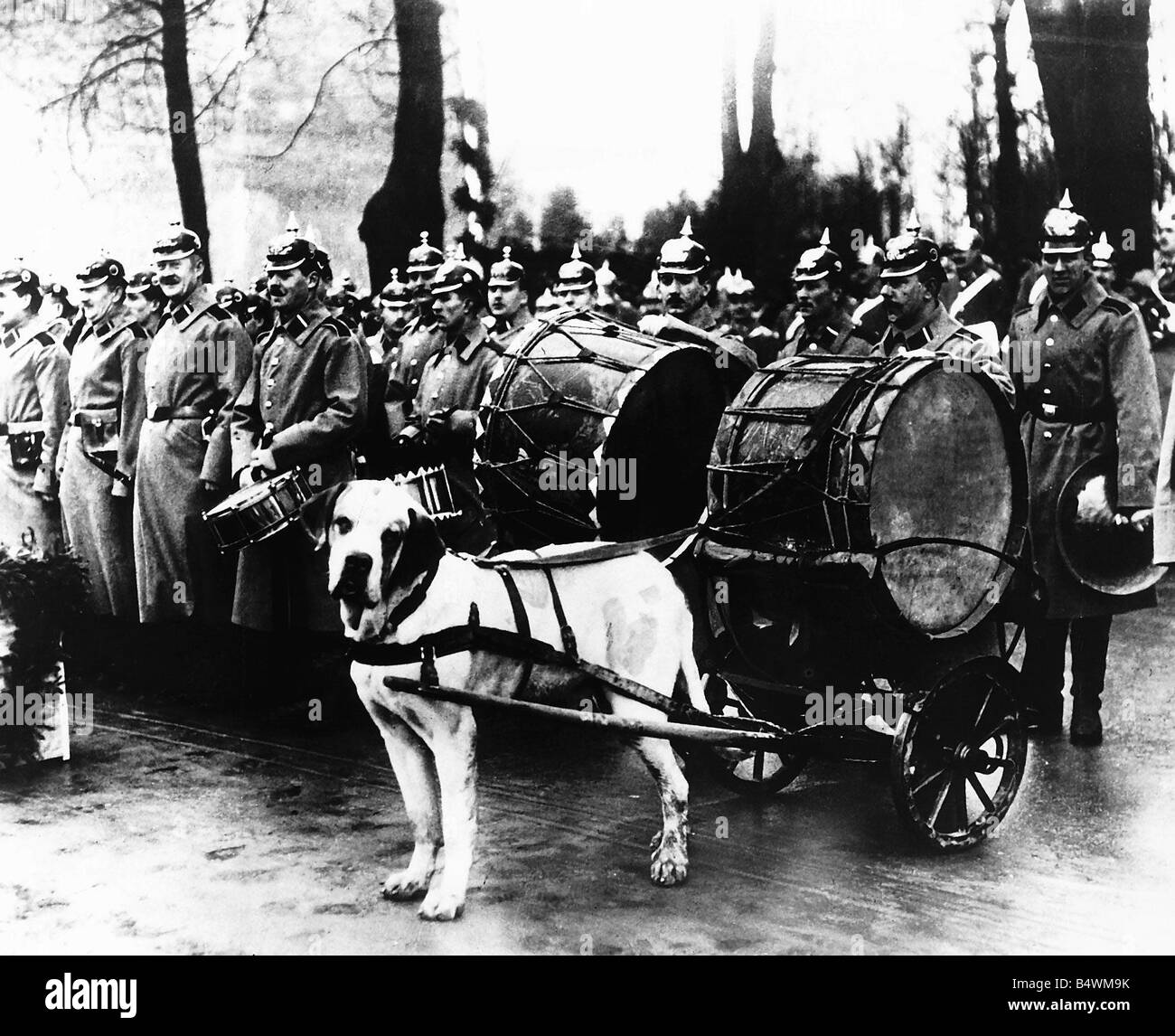 World War I German military band with drum on dog chart dbase MSI ...