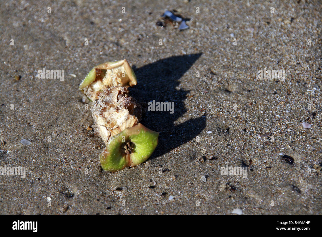 one old apple core left on beach outdoors Stock Photo - Alamy