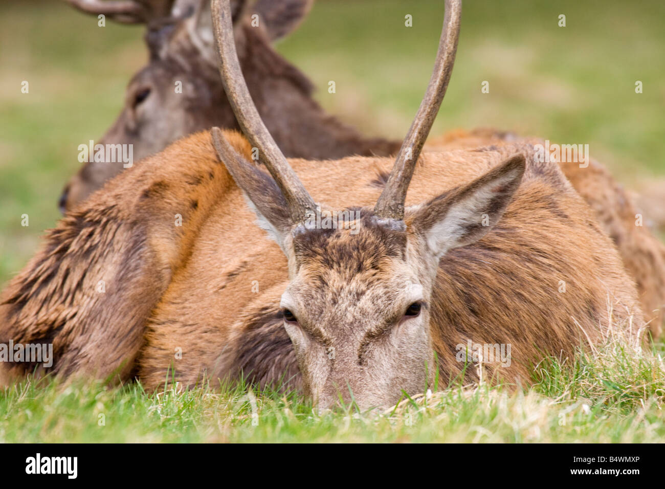 Hunting the red deer hi-res stock photography and images - Alamy