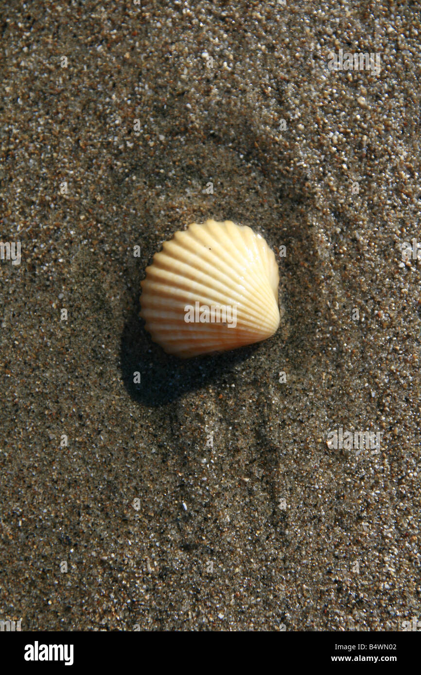 one sea shell washed up on sandy beach shore Stock Photo - Alamy