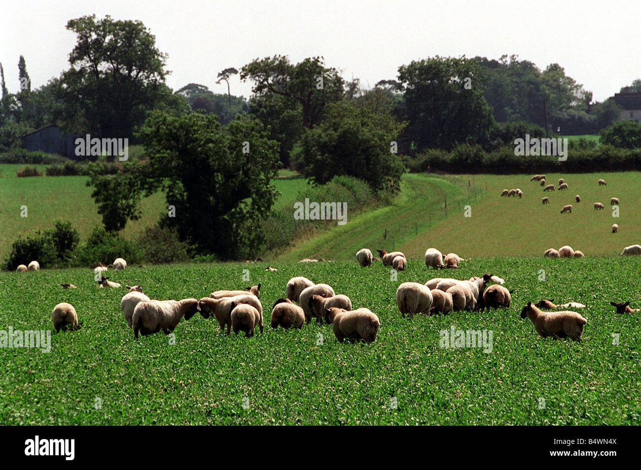 Sheep are pictured in a field in Broadfield Farm in Tetbury owned by ...