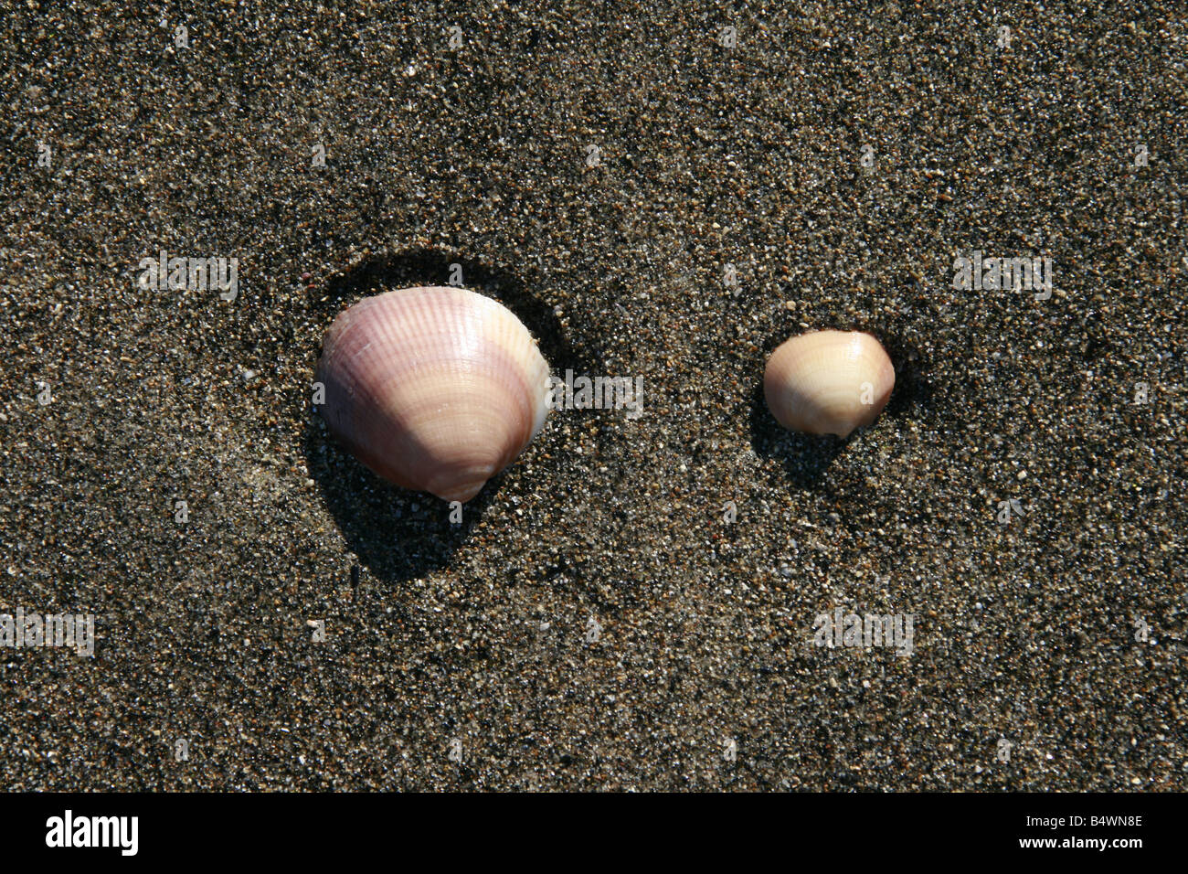 two sea shells washed up on sandy beach shore Stock Photo - Alamy