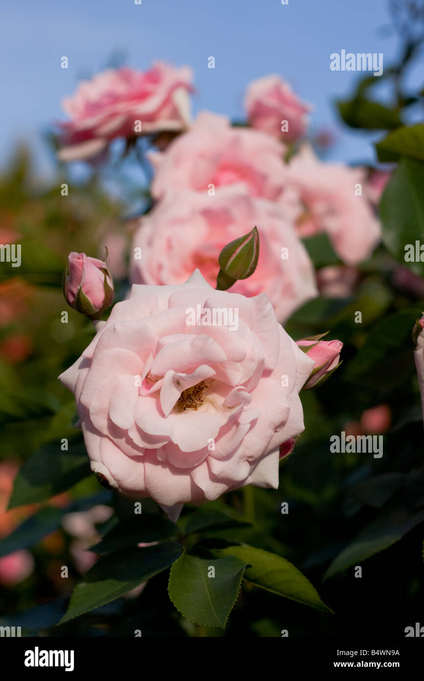 close up of a beautiful pink rose in a park Stock Photo - Alamy