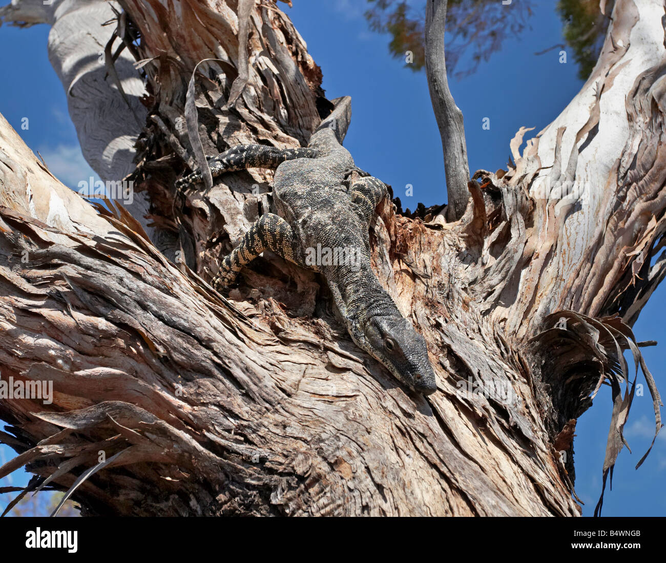 Australian Monitor Lizard Stock Photo - Alamy