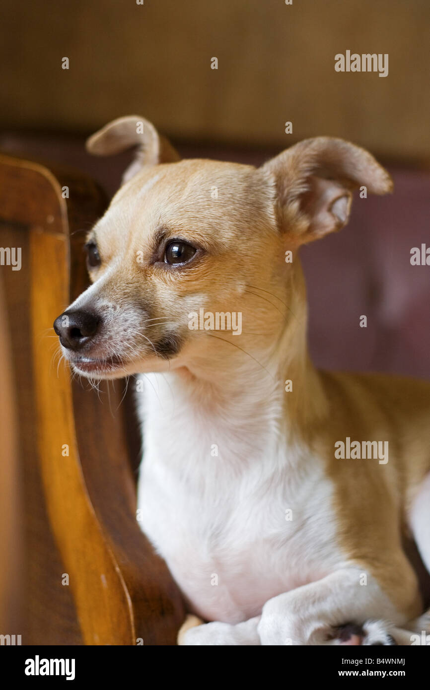 Portrait of a chihuahua Stock Photo - Alamy