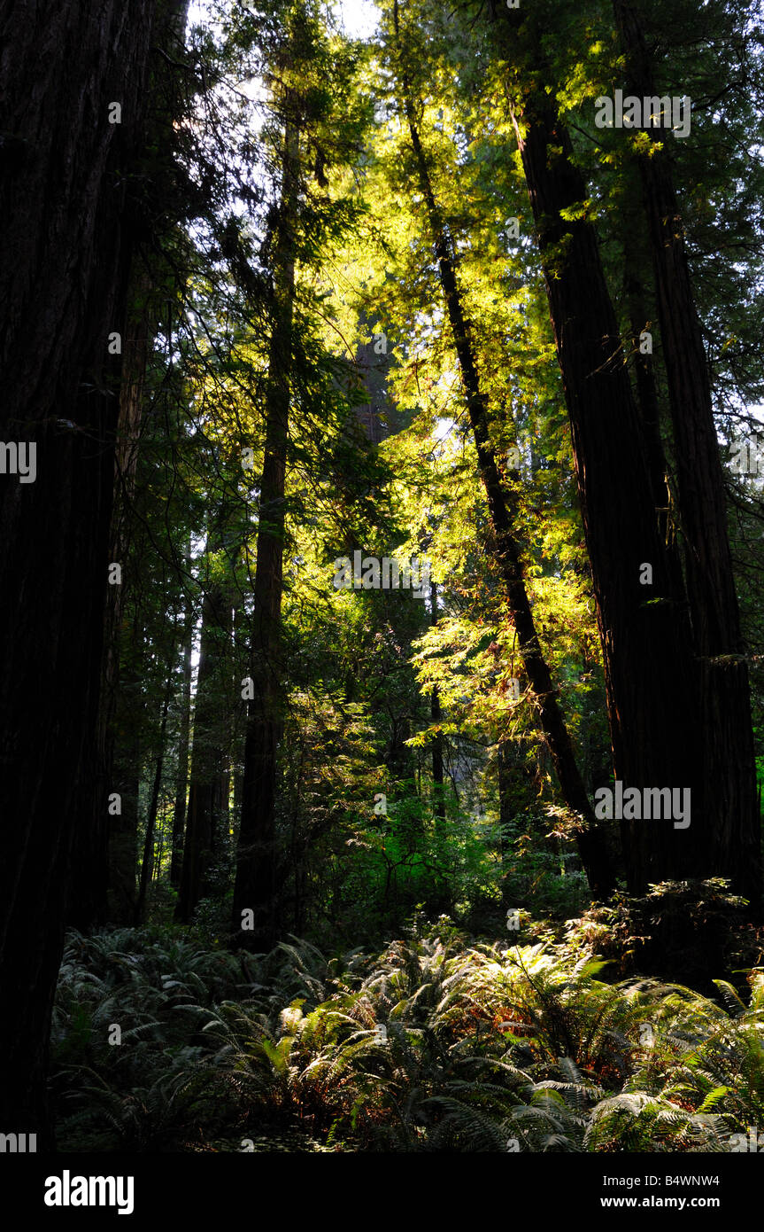 Filtered light forest hi-res stock photography and images - Alamy