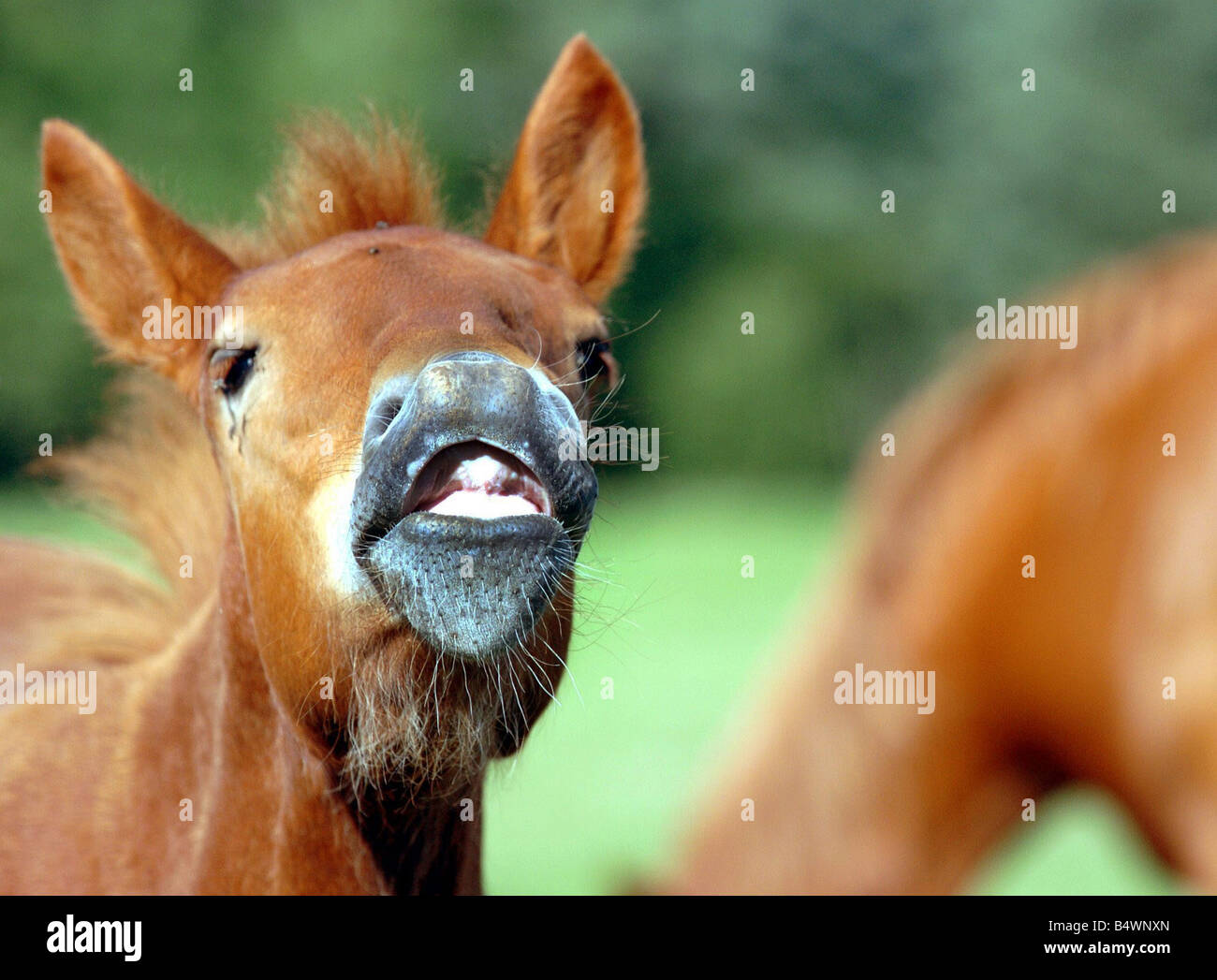 A foal pulling faces at Holbeache Farm. 2005. Stock Photo - Alamy