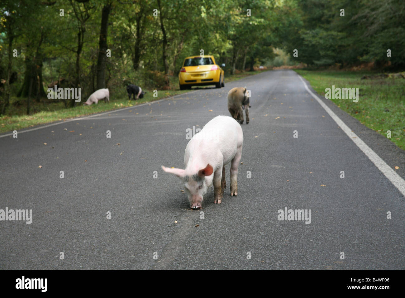 Pigs in the New Forest Autumn Fall Stock Photo - Alamy