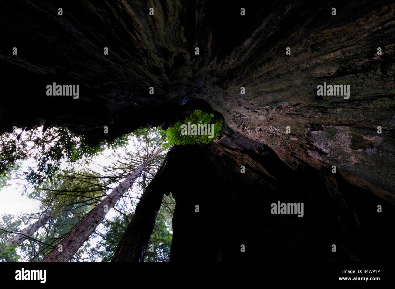 Inside a hollow tree hi-res stock photography and images - Alamy