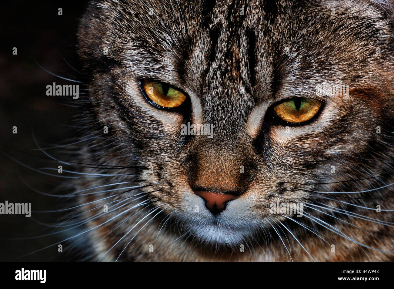 Female domestic cat hi-res stock photography and images - Alamy