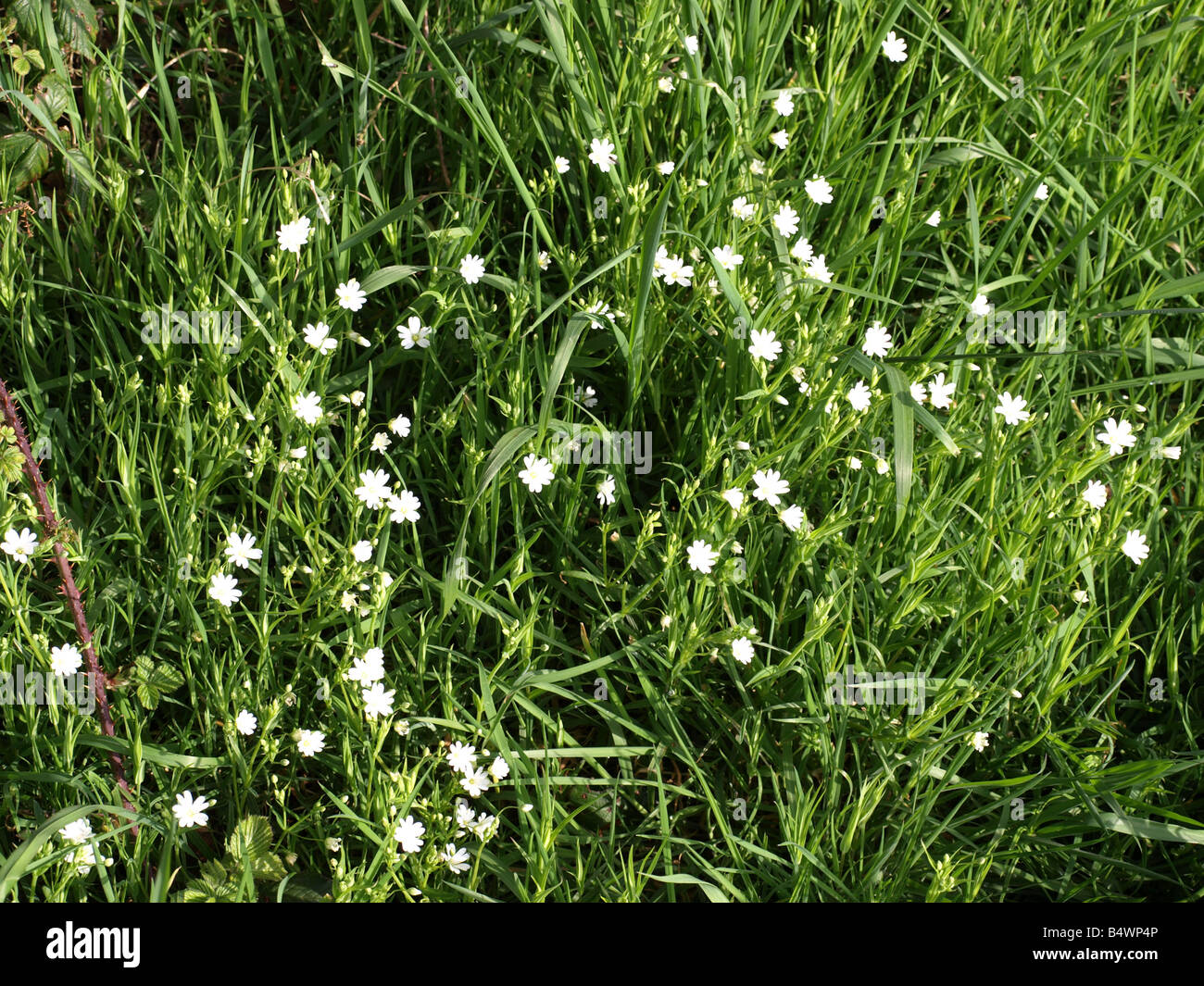 Delicate white flowers: Field Mouse Ear White Flower. Green. Landscape ...
