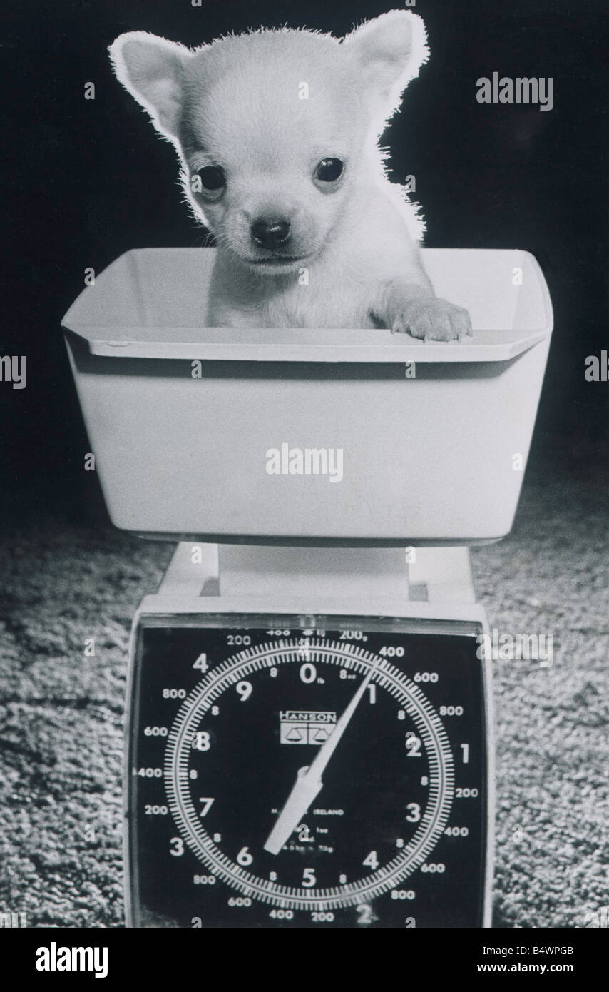 Can I Give A 5 Week Old Puppy A Bath
