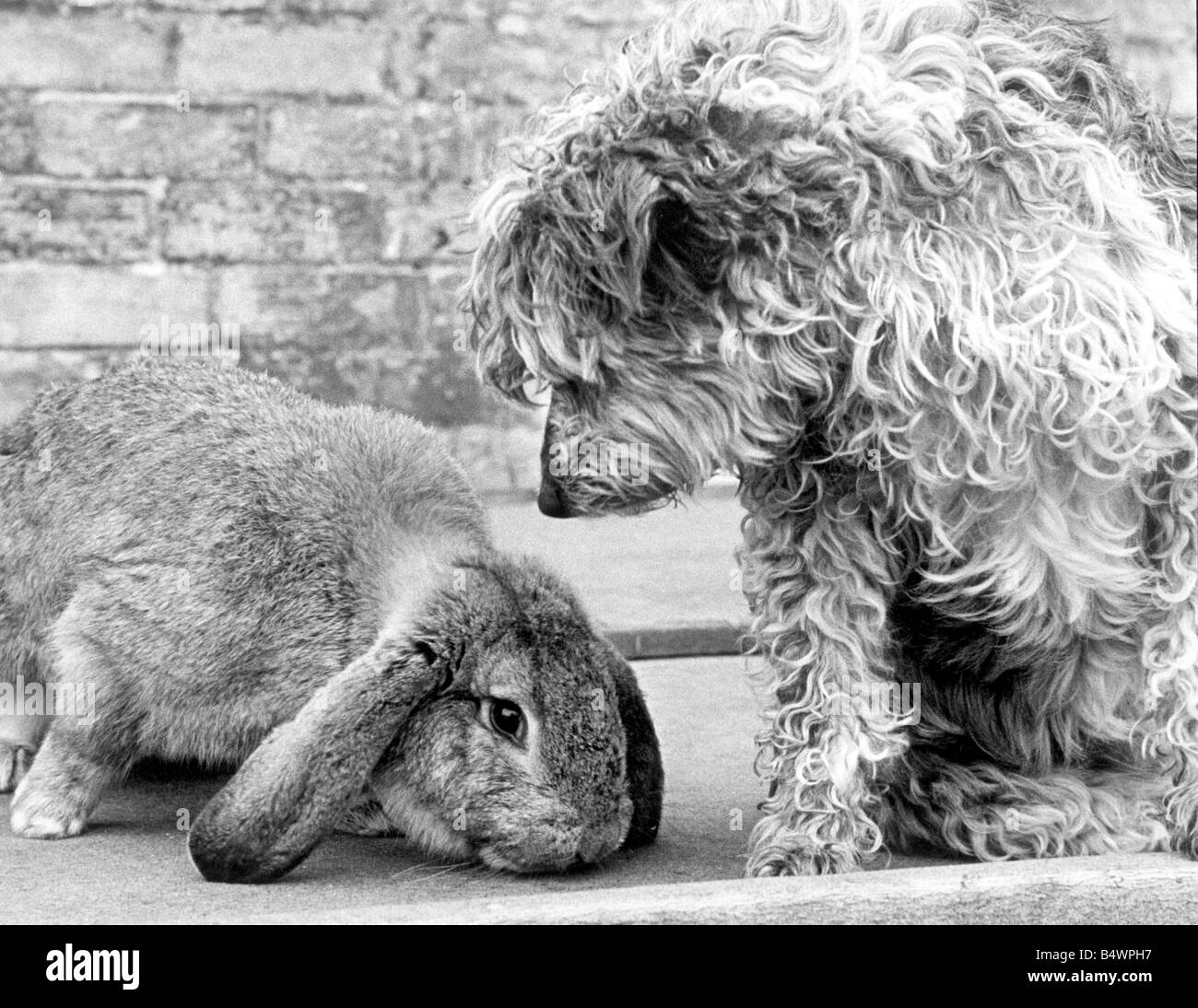 Rabbit and dog Black and White Stock Photos & Images - Alamy