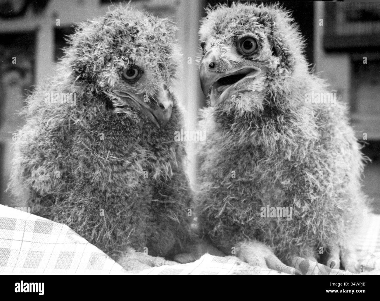 Hand reared owl Black and White Stock Photos & Images - Alamy