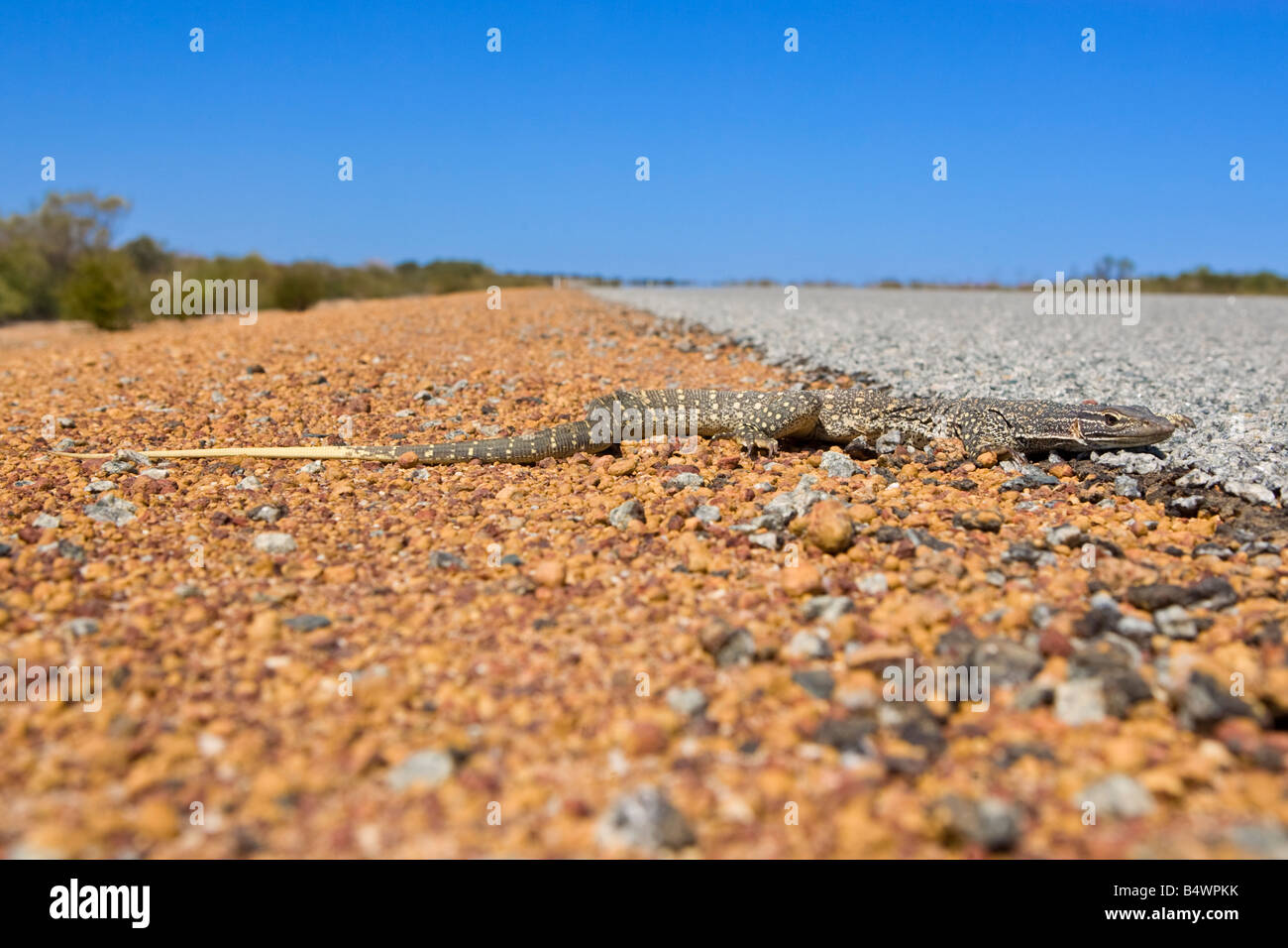 Australian sand goanna hi-res stock photography and images - Alamy