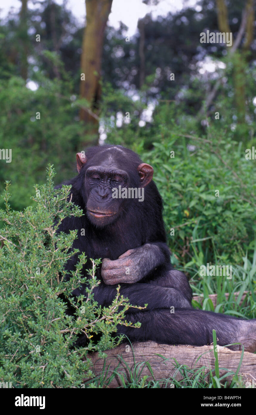 Chimp sitting on log hi-res stock photography and images - Alamy