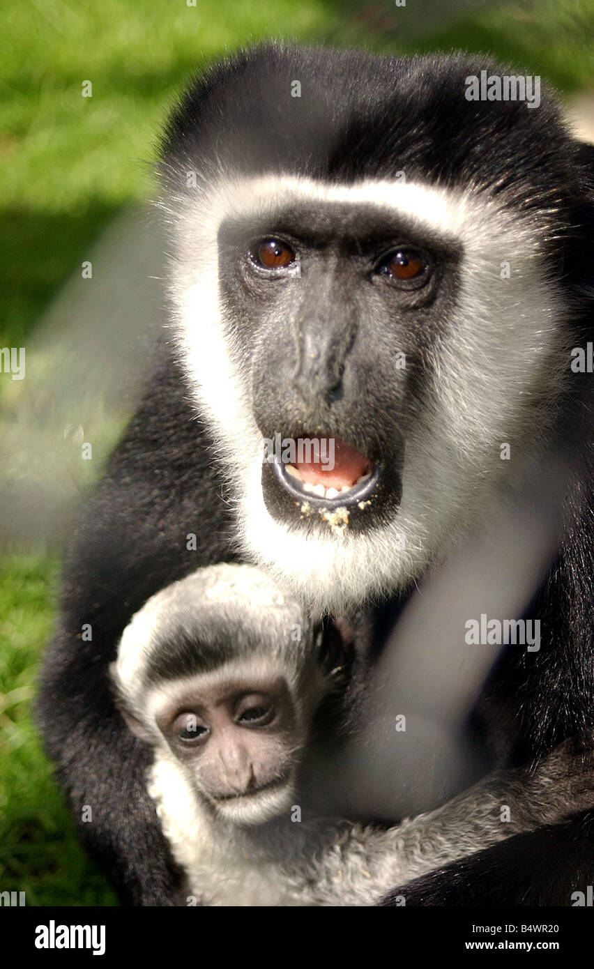 A colbus monkey with baby Twycross Zoo Warwickshire 27th April 2005 ...