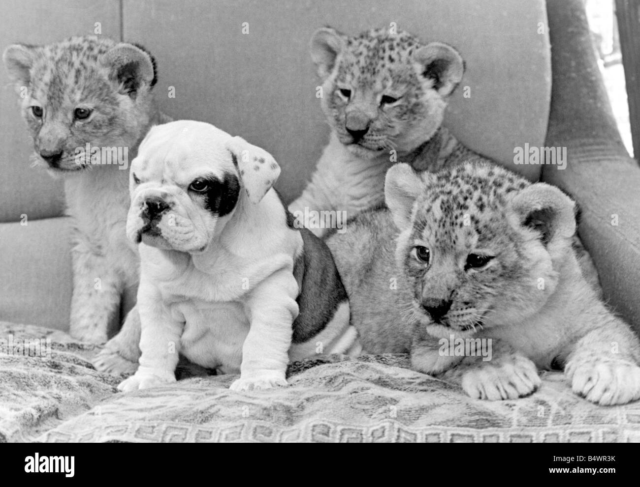 Sue the bulldog is flanked by three lion cubs at Southam zoo ...