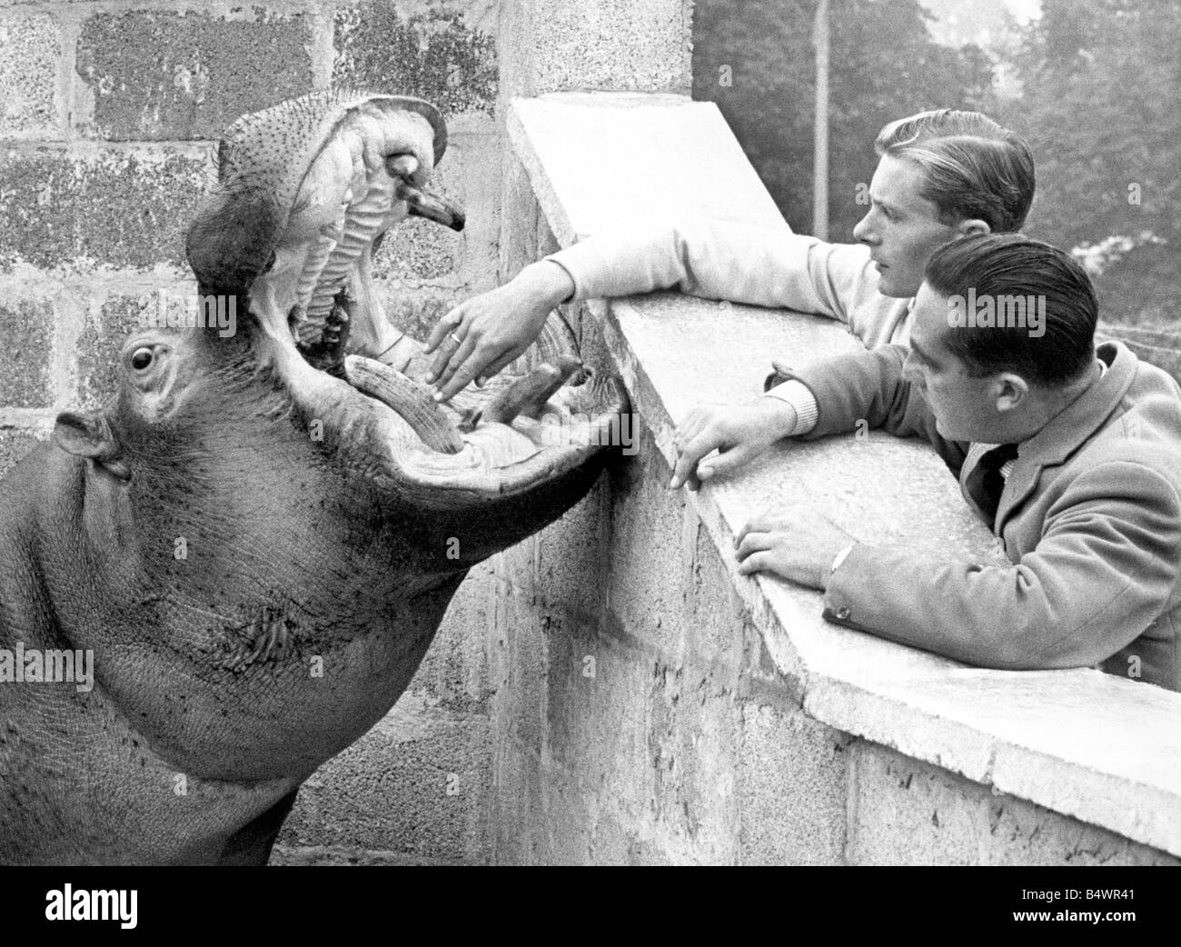 Hippo gets his teeth looked at by the Coventry Zoo head keeper and ...