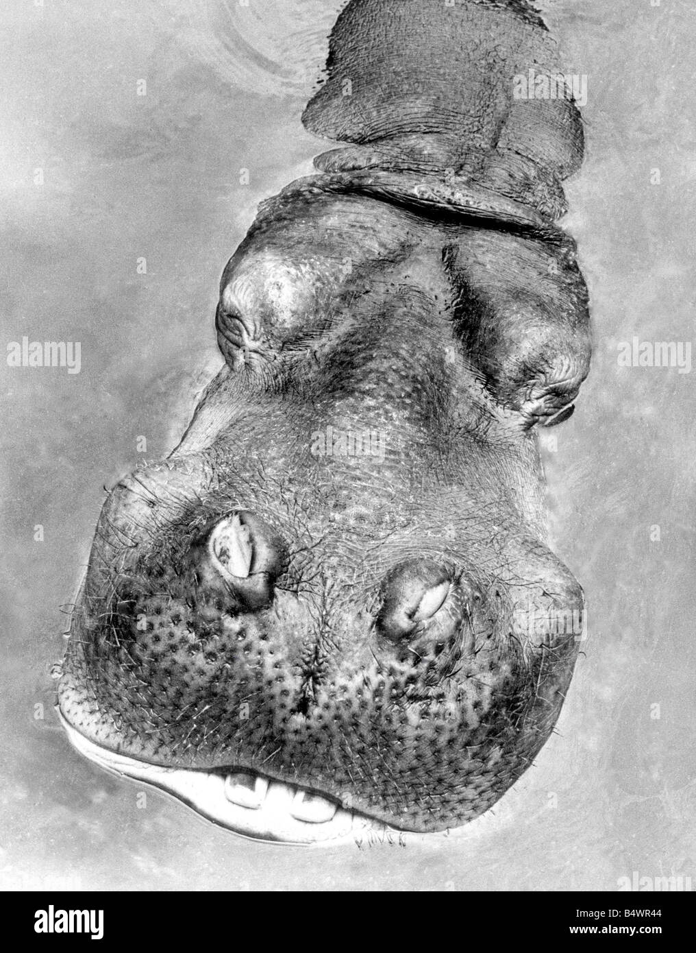 Harry the hippo coventry zoo hi-res stock photography and images - Alamy