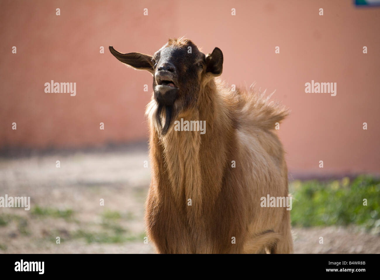 Billy goat breeding male goat hi-res stock photography and images - Alamy