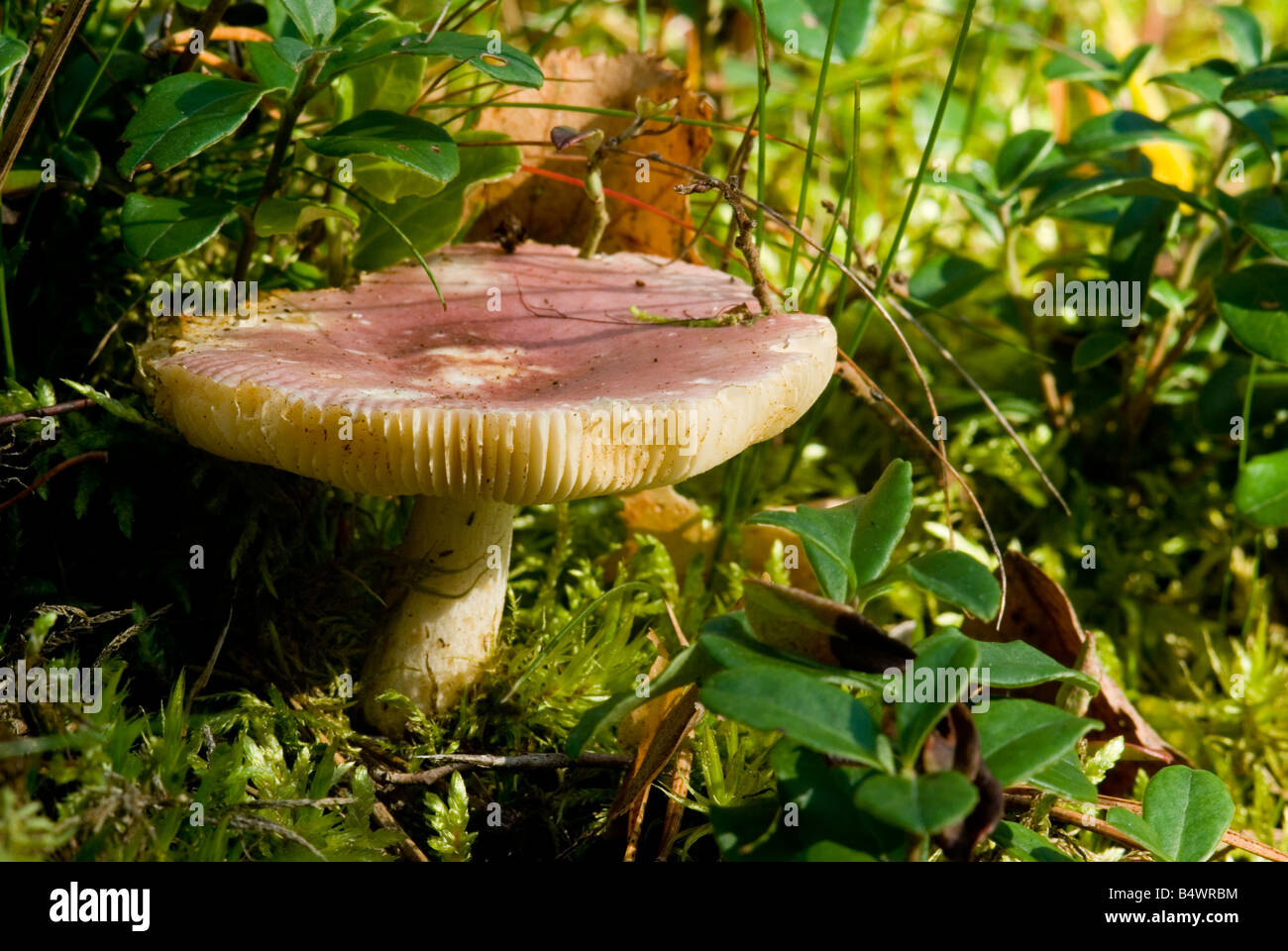 Fungi Basidiomycota Stock Photos & Fungi Basidiomycota Stock Images - Alamy