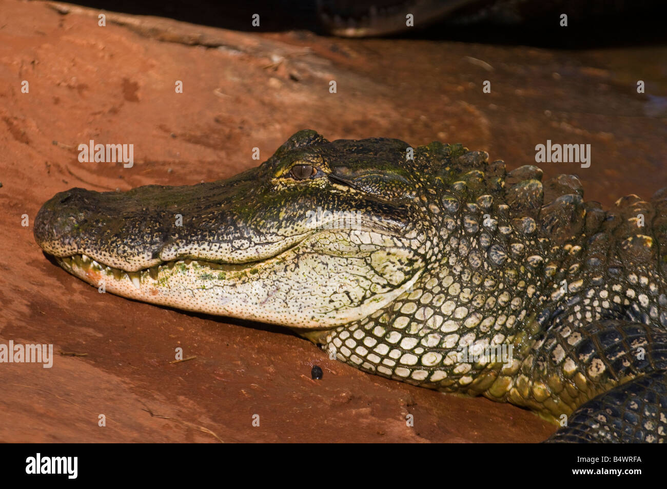 American alligator alligator missisipiensis hi-res stock photography ...