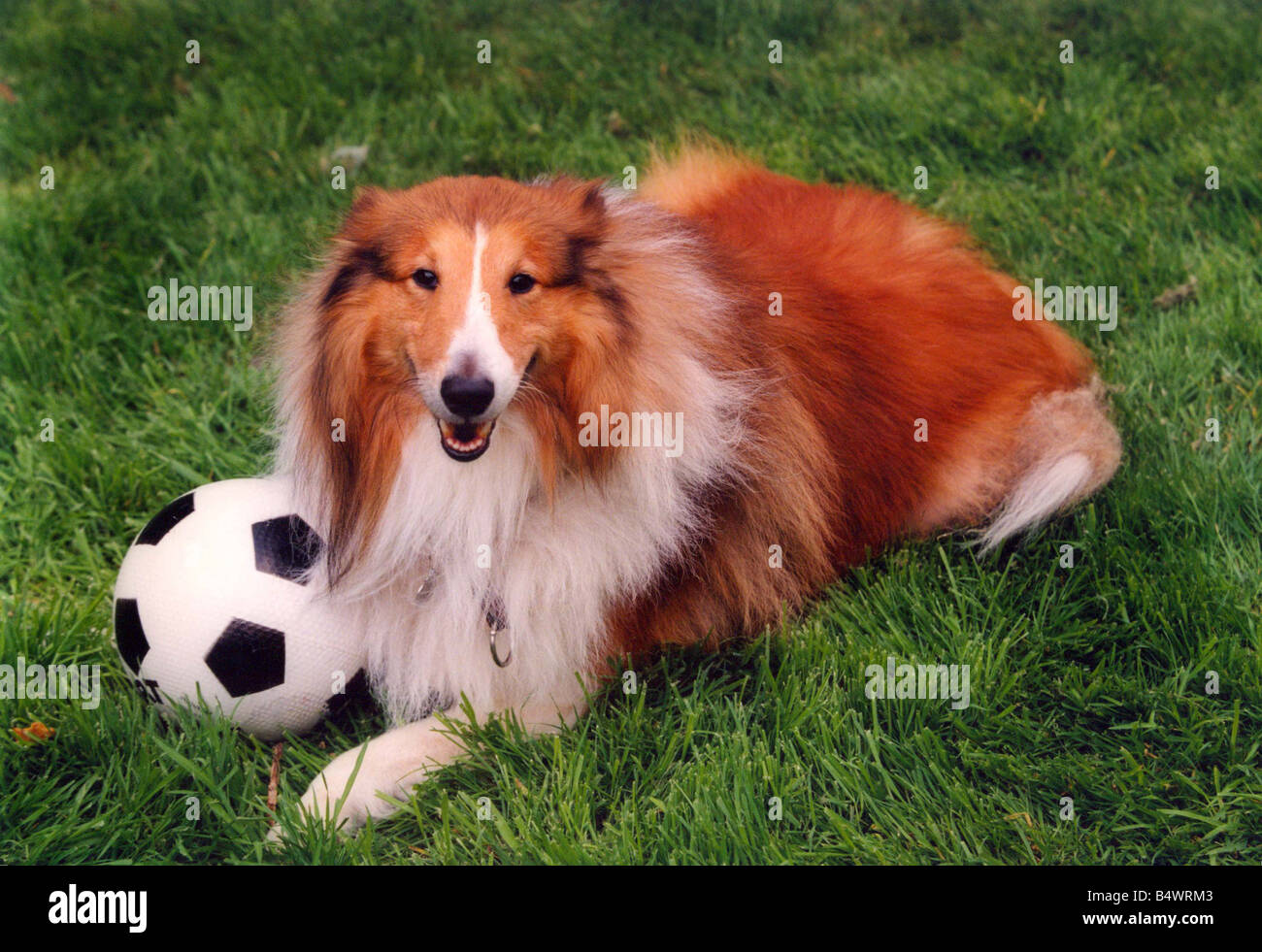 A footballing Collie dog Stock Photo - Alamy