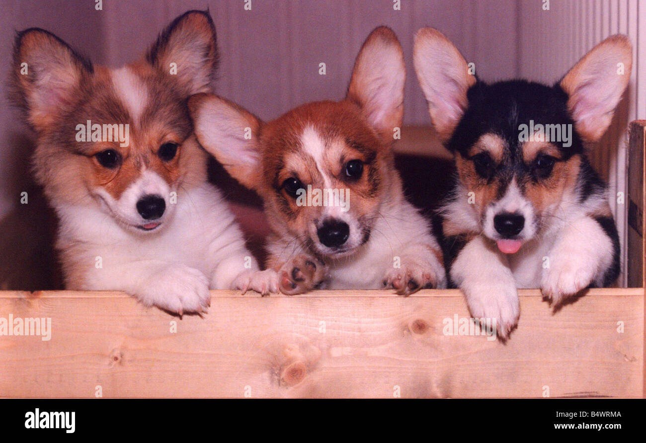 Three Corgi puppies Stock Photo - Alamy