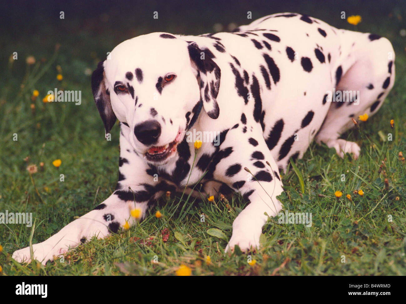 A Dalmation taking a rest Stock Photo - Alamy