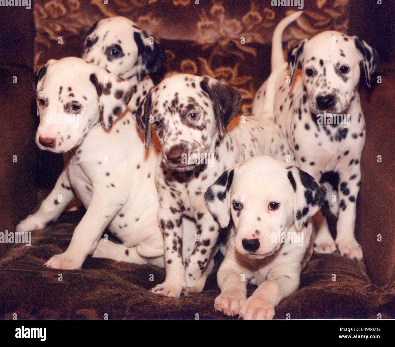 Dalmation Puppies High Resolution Stock Photography and Images - Alamy