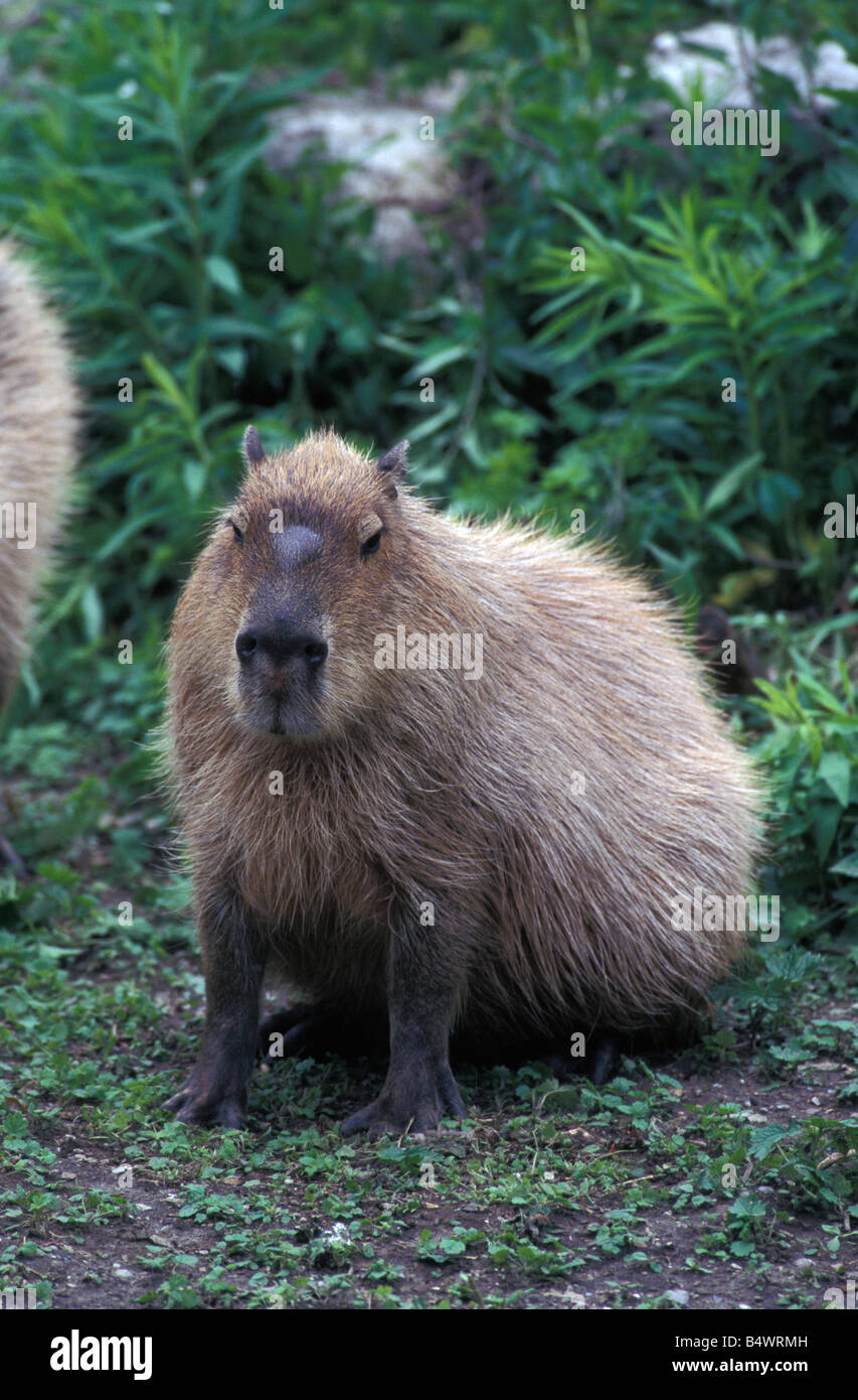 Capybara also capibara hi-res stock photography and images - Alamy