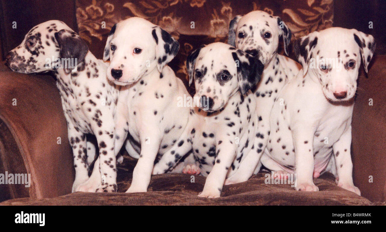 Five Dalmation puppies Stock Photo - Alamy