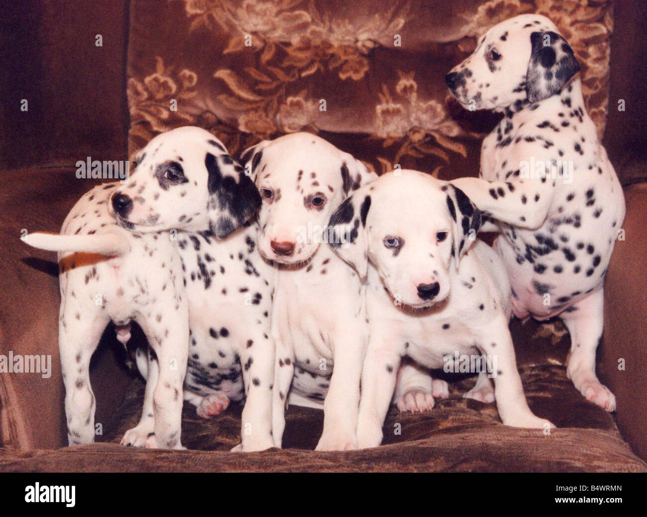 Dalmation Puppies High Resolution Stock Photography and Images - Alamy