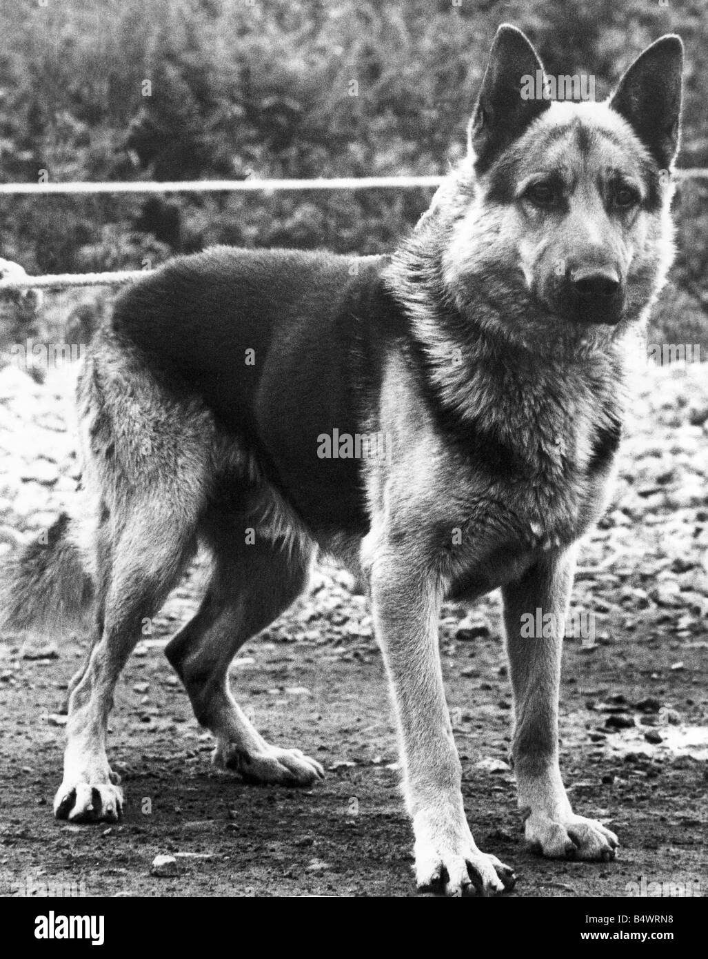 A picture of an Alsatian dog Stock Photo - Alamy