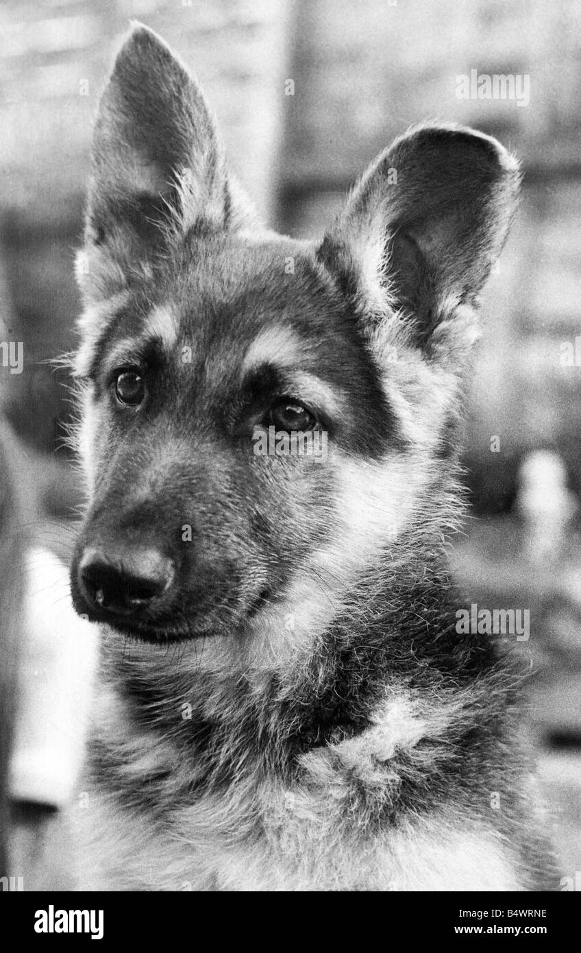 A picture of an Alsatian dog Stock Photo - Alamy