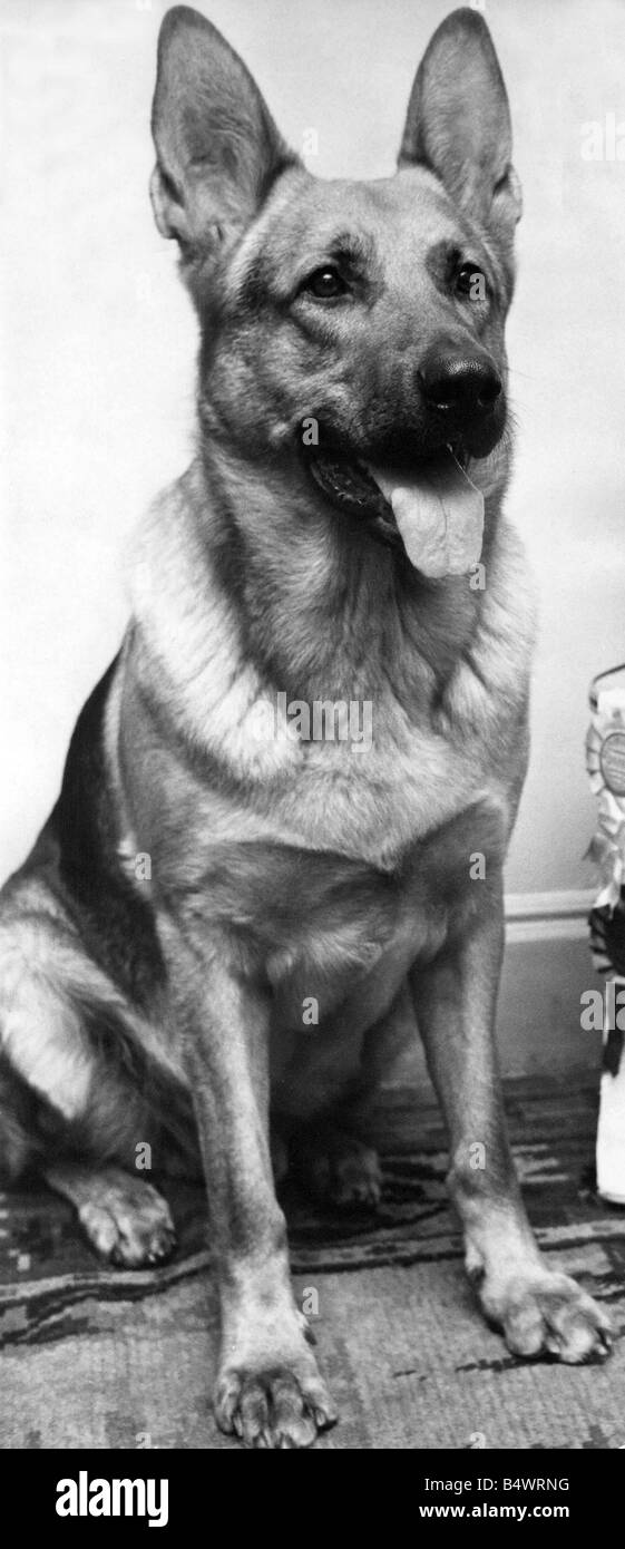 A picture of an Alsatian dog Stock Photo - Alamy