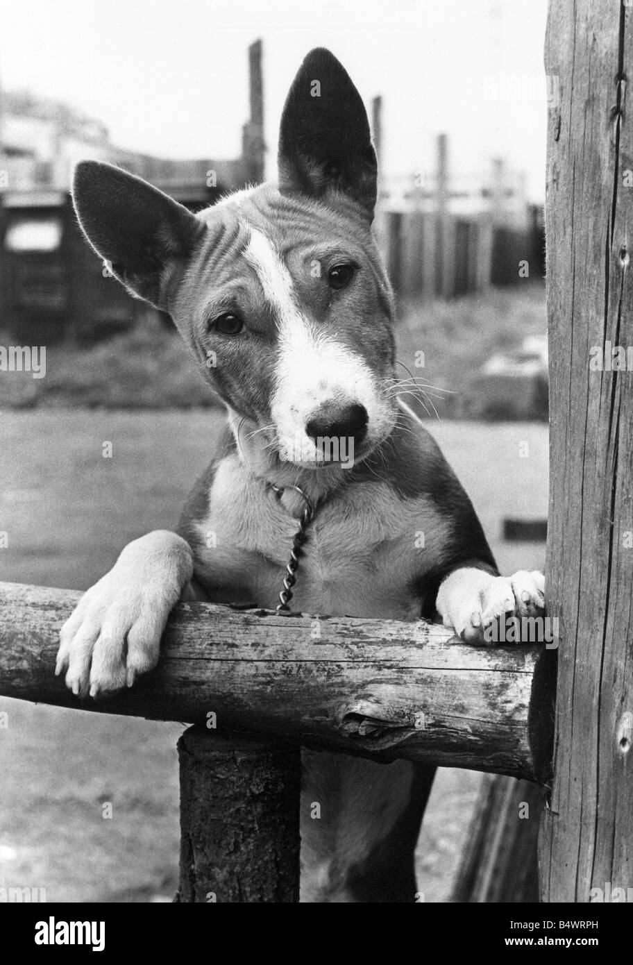 Picture basenji dog hi-res stock photography and images - Alamy