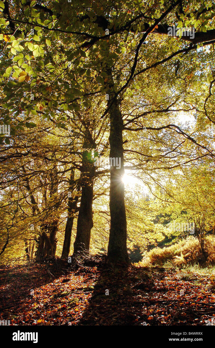 Autumn arrives at Sidwood Forest near Greenhaugh in Northumberland ...