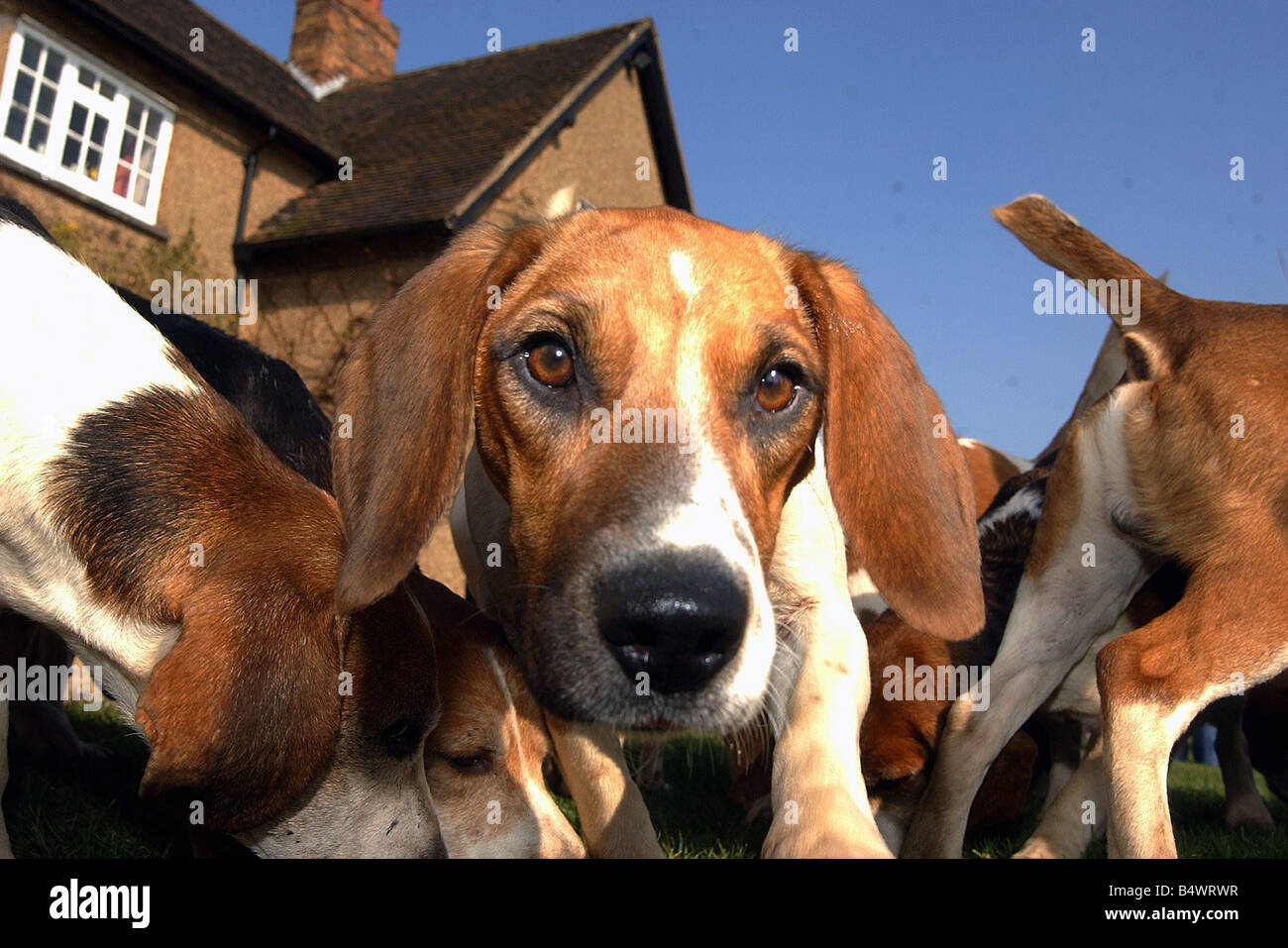 Beagle Hunt at South Farm Warwickshire 15th March 2005 Stock Photo - Alamy