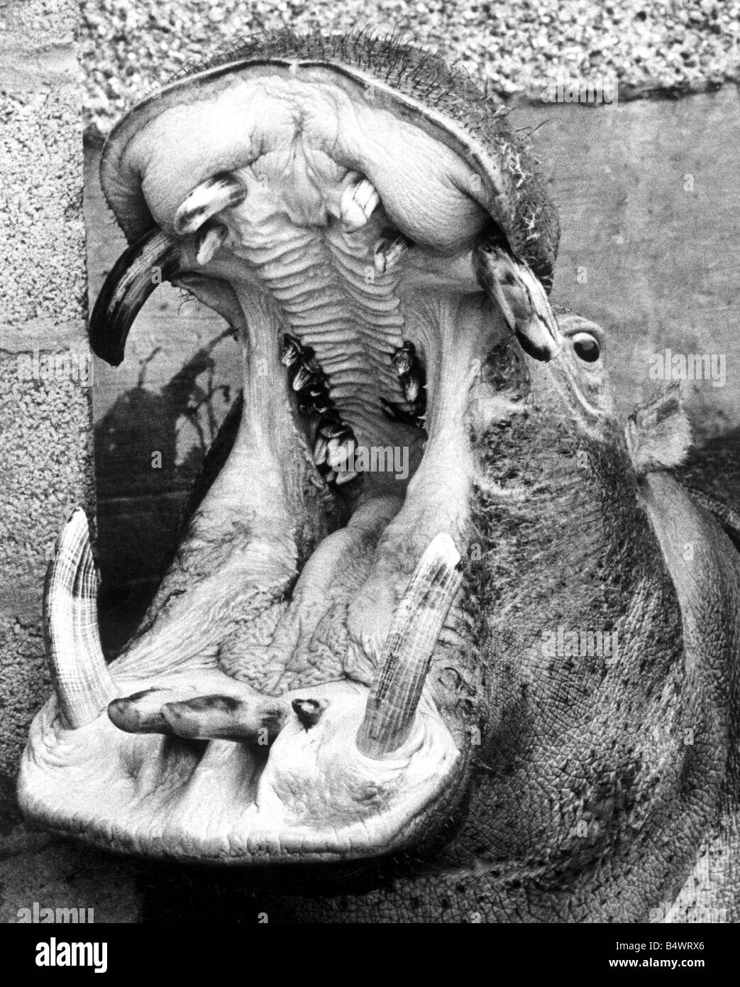 Life is just "one big yawn" for Harry the Hippo at Coventry Zoo park ...