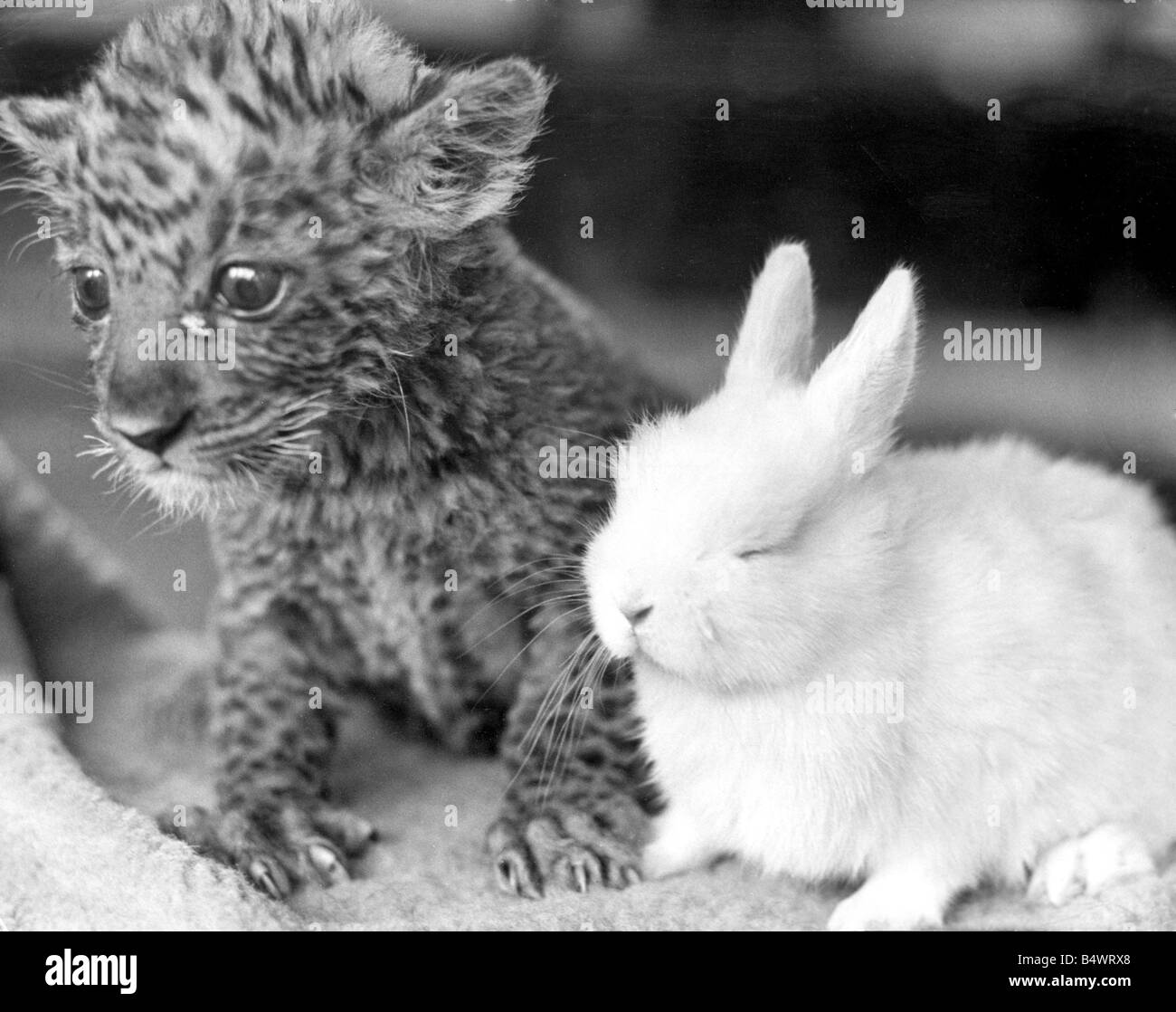 Pest the leopard cub and Dozy the rabbit become acquainted at Southam ...