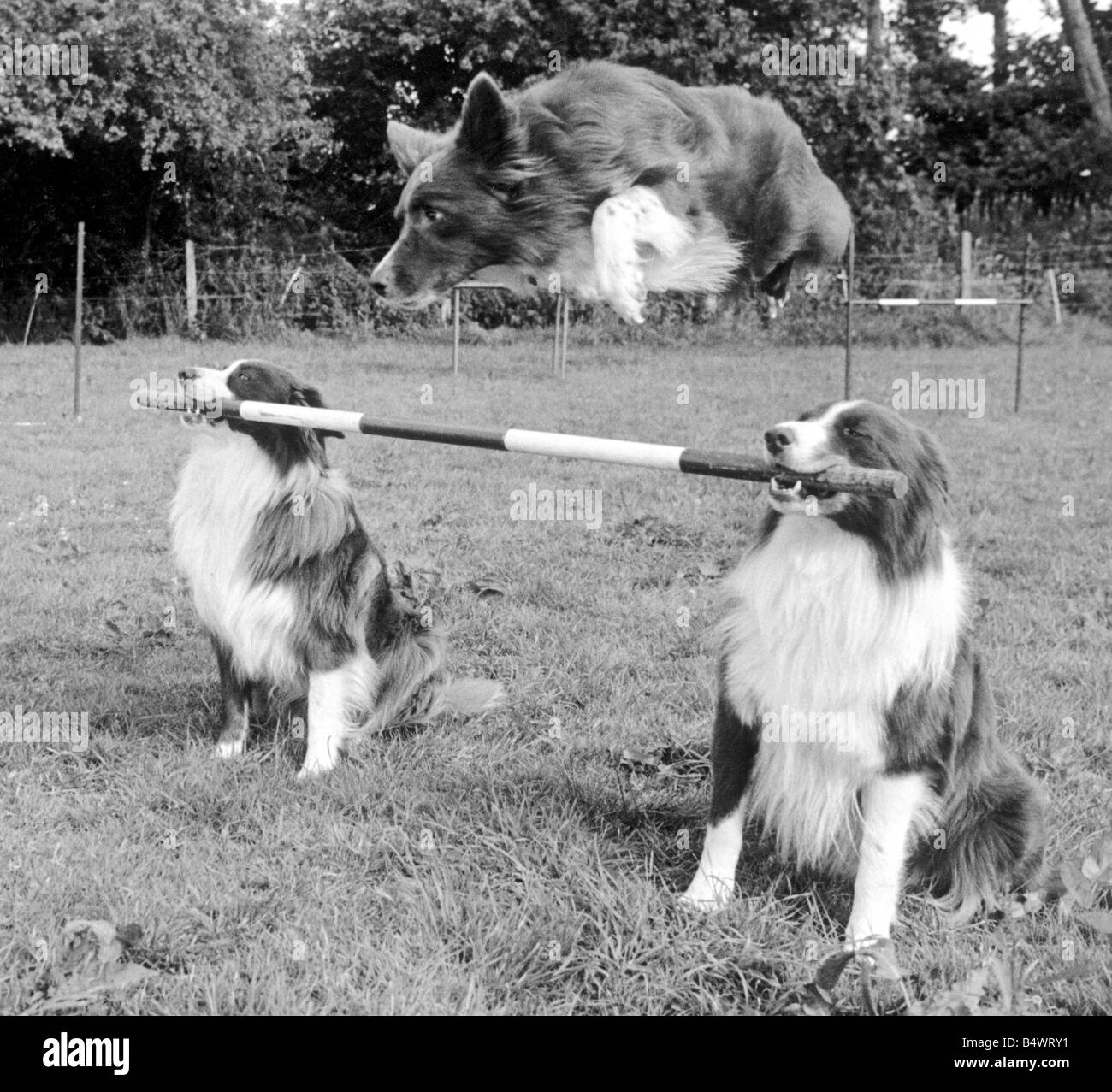 Whizz the dog hi-res stock photography and images - Alamy
