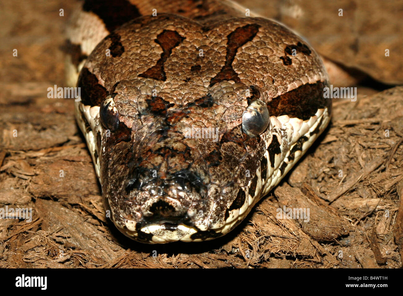 Rattlesnake fangs hi-res stock photography and images - Alamy